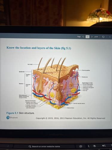 Chapter 5 The Integumentary System Flashcards Quizlet