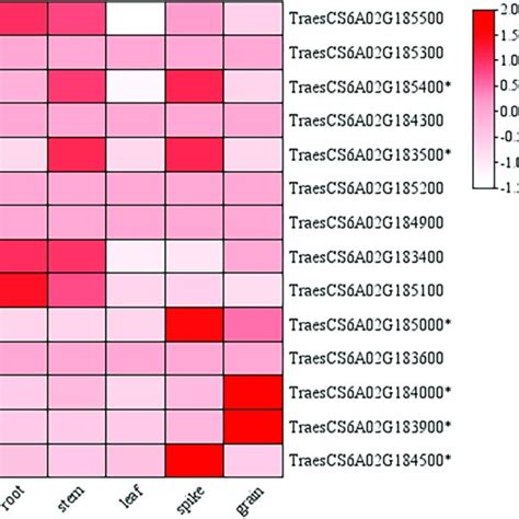 expression patterns of candidate genes in the physical interval of download scientific diagram