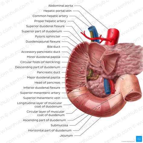 Duodenum Parts