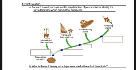 Solved 1 Plant Evolution A For Each Evolutionary Split On This