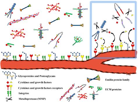 Schematic Representation Of Key Extracellular Matrix Ecm Components Download Scientific