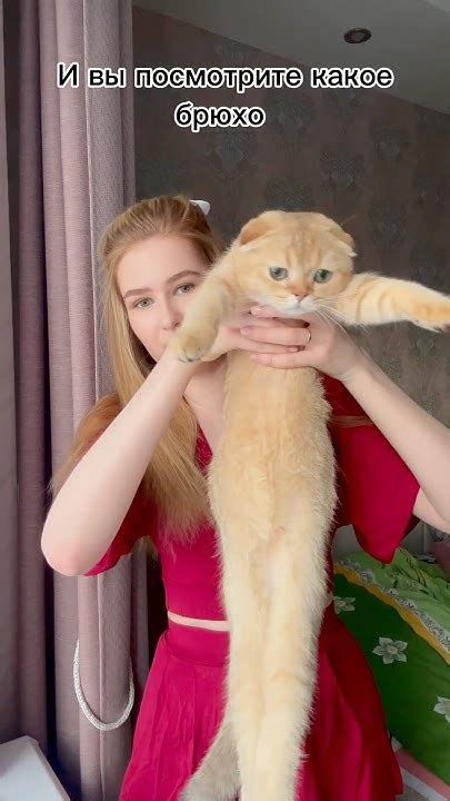 кот котики животные Youtube