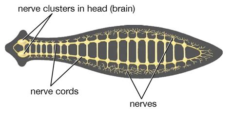 Flatworms Roundworms And Others