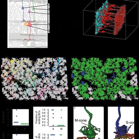 Classification Of Cone Contacts A Invaginating ON CBC Contact Download Scientific Diagram