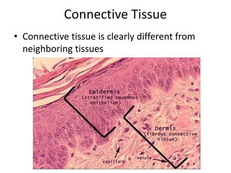 Connective Tissue