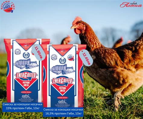 Правилното и пълноценното хранене на кокошките е най важното условие за получаването на висока