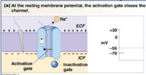 Neurons Cellular And Network Properties Flashcards Quizlet