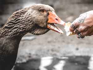 Can Ducks Eat Bread Roys Farm