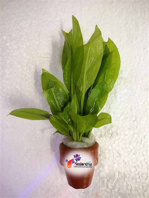 ต้นไม้น้ำ” อเมซอนใบน้ำ “ ใส่กระถาง 3ต้น ลด10บาท เลี้ยงง่าย เพิ่มระบบนิเวศให้ตู้ปลาได้ดี