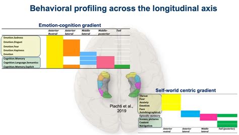 Mapping Hippocampus Structure And Function By The Cognitive Neuroinformatics Lab