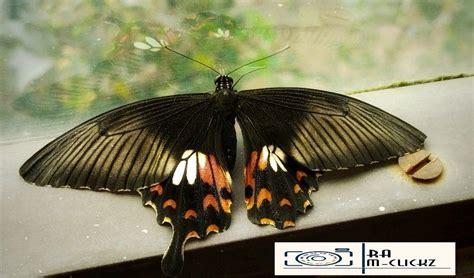 Yanala Manasa On Linkedin Photographer Photography