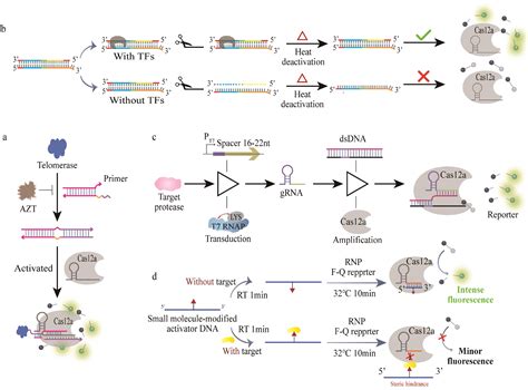 Bioengineering Free Full Text Recent Advances In Crispr Cas Based