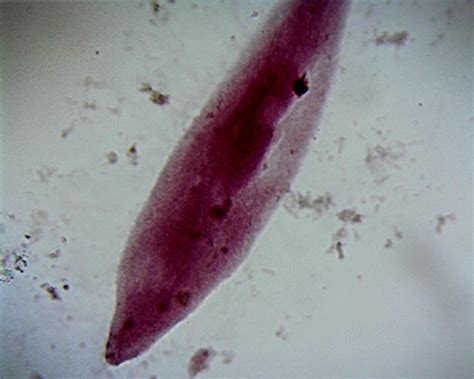 B8a09179 Philip Harris Prepared Microscope Slide Paramecium B8a09179 Philip Harris Prepared Microscope Slide Paramecium
