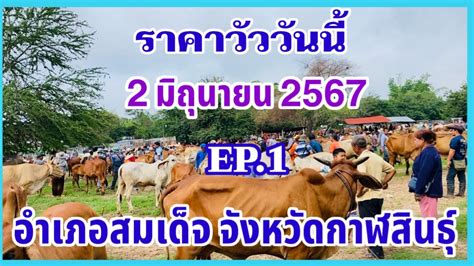 Ep 1 ราคาวัววันนี้ 2 มิถุนายน 2567 ตลาดวัวอำเภอสมเด็จ จังหวัดกาฬสินธุ์ Youtube