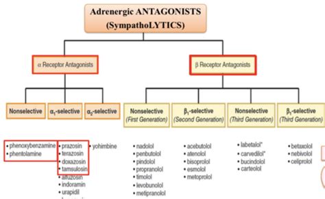 Adrenergic Antagonists Flashcards Quizlet