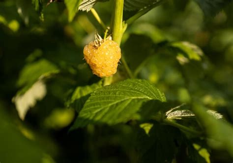 Premium Photo Yellow Raspberry In Sunlight