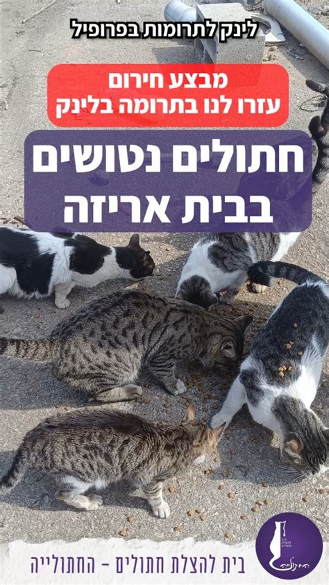 החתולייה בית להצלת חתולים ‎ ‎עם 550 חתולים אין לנו יכולת לספק לכל אחד גוף חימום אדם לשבת
