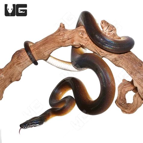 Adult Dalberts White Lipped Python For Sale Underground Reptiles