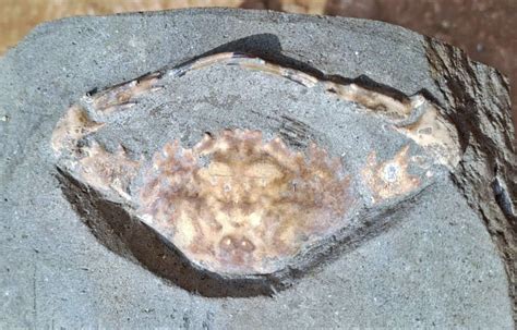 Indonesian Crab Fossils Is It Real How To Recognize Fossil Fabrications The Fossil Forum