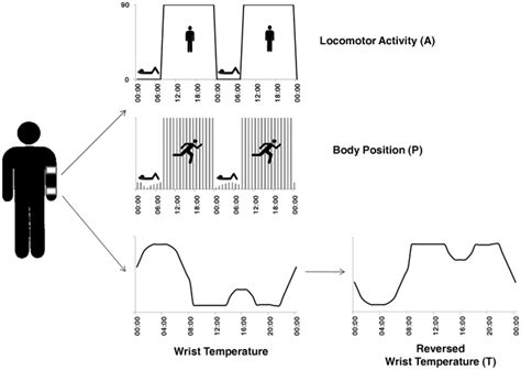 A New Integrated Variable Based On Thermometry Actimetry And Body Position TAP To Evaluate