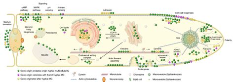 真菌基因组研究高分策略（一）：比较基因组揭示真菌菌丝和多细胞的起源 知乎