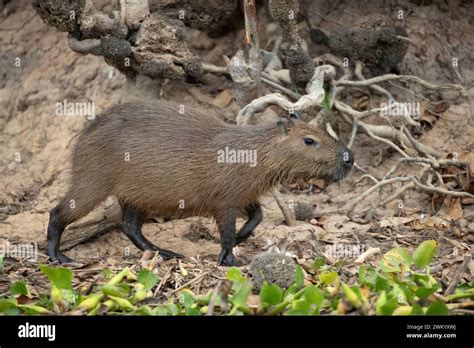 Capybara Young Hydrochoerus Hydrochaeris Is A Mammal Native To South