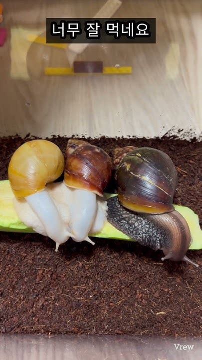 대왕아프리카달팽이 애호박 맘마타임 Youtube