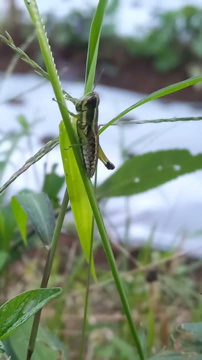 Grasshoper Youtube
