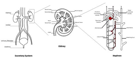 Css Solved General Science And Ability Past Paper 2023