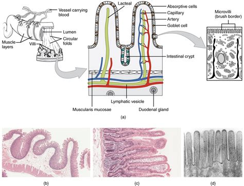 Duodenum Jejunum Ileum Histology