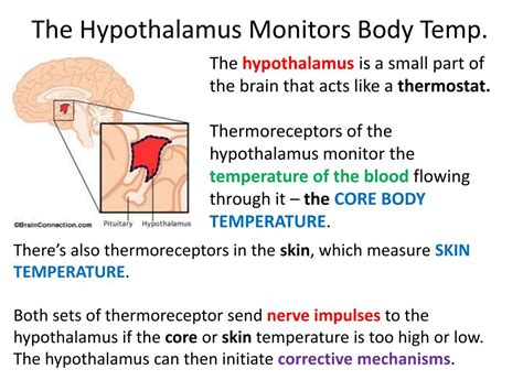 PPT Thermoregulation PowerPoint Presentation ID 472302