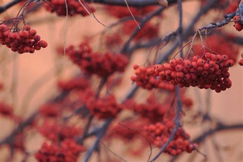 베이지 색 벽의 배경에 나무의 가지에 잘 익은 오렌지 열매와 산 재의 많은 무리 야외에서 벌거 벗은 가지에 산재의 오렌지 무리와