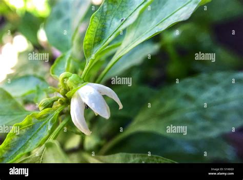 Green Chilli Flowers Falling Off At Bill Voigt Blog