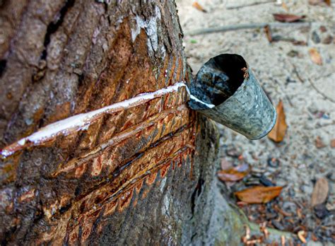 What Is Tree Sap Modern Design