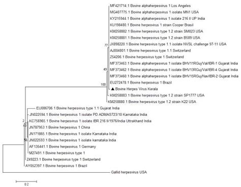 Phylogenetic Tree Constructed By Maximum Likelihood Method Based On The Download Scientific