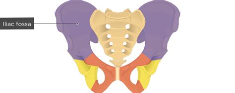 Iliac Fossa Anatomy Abdominal Springerlink