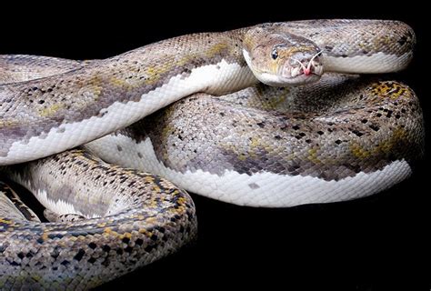 Piebald Reticulated Python Retic Python Python Snake Ball Python Reticulated Python Morphs