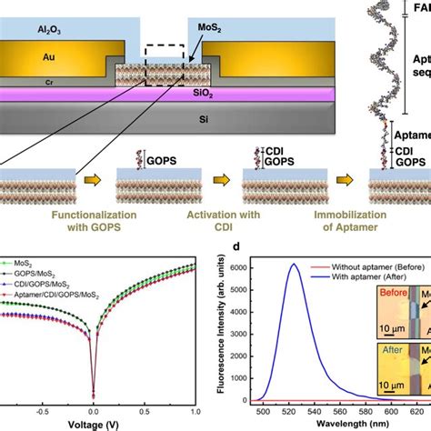 Functionalization Of The Asymmetric Geometry Diode Sensor A A Cross Functionalization Of The Asymmetric Geometry Diode Sensor A A Cross