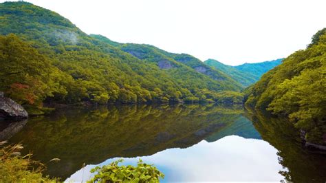 아침 숲속 호수 Asmr 새소리 매미소리 자연의 소리 4k Youtube