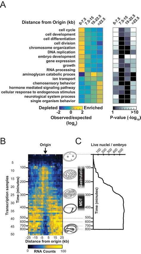 Figures And Data In Spatiotemporal Coupling And Decoupling Of Gene