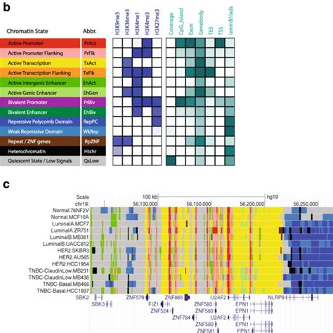 Cells And Histone Modifications Collected In Lonestar Project A Download Scientific Diagram