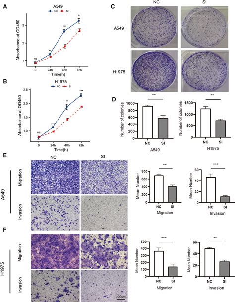 Silencing Of Celsr3 In Luad Cells Inhibits Cell Proliferation And