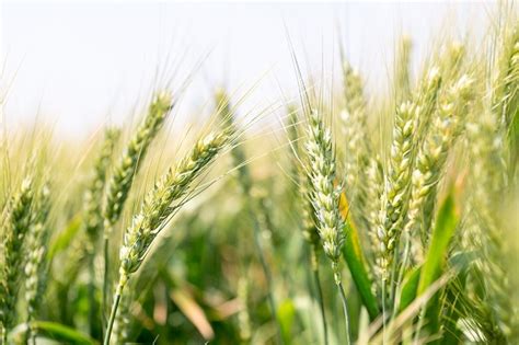 Dié Koring Kraai Steeds Koning Landbou