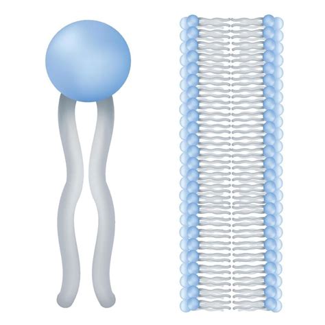 Los Fosfolípidos Son Una Clase De Lípidos Lipidos Celula Eucariota Notas De Biología