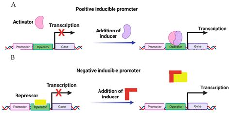 Plant Promoters Their Identification Characterization And Role In Gene Regulation Pmc