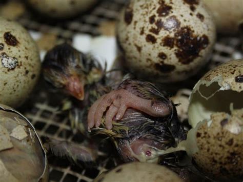 A Beginners Guide To Hatching Quail Eggs Ashby Quail