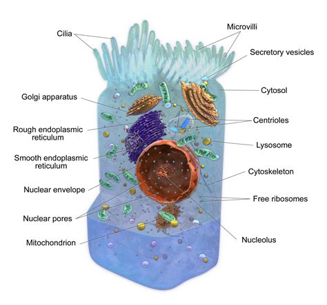 Cell Anatomy 3d Labeled Diagram Science Pitribe