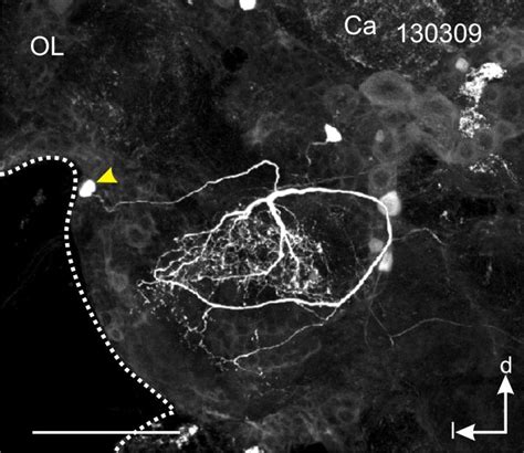 Morphology Of Local Interneuron 130309 The Morphology Is Visualized