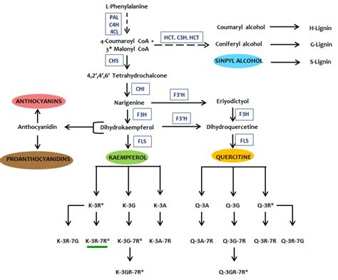 Lignin Biosynthesis Pathway