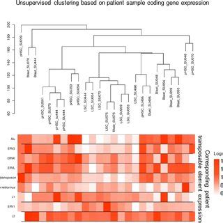 Unsupervised Hierarchical Clustering Of Coding Gene Expression In
